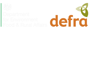 Lettuce Winter Density Seeds | Shop Now | Gardening Addicts